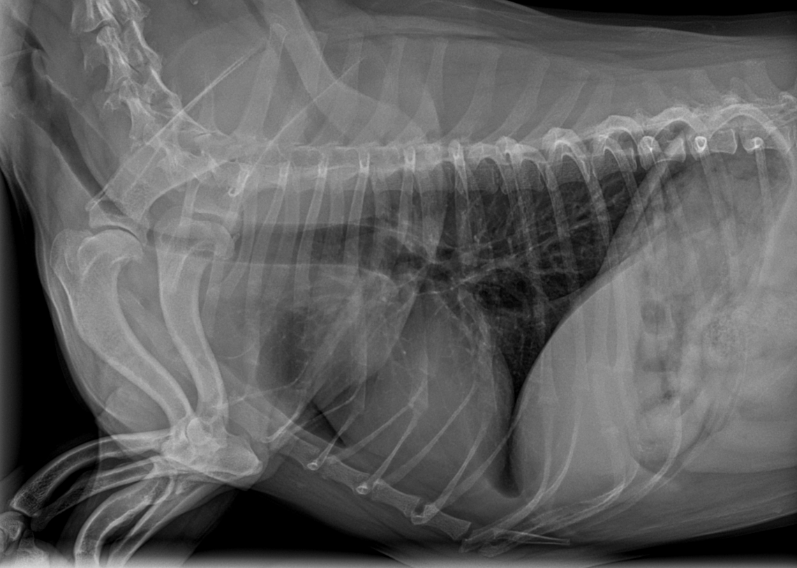 Veterinary Telemedicine Services | AxisVet