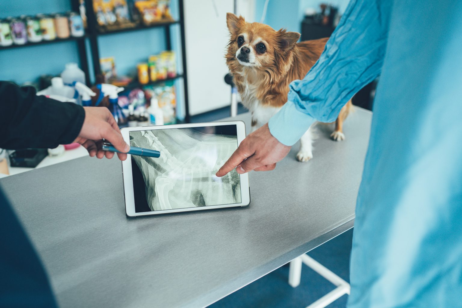 Leading Veterinary Telemedicine Consultants | AxisVet