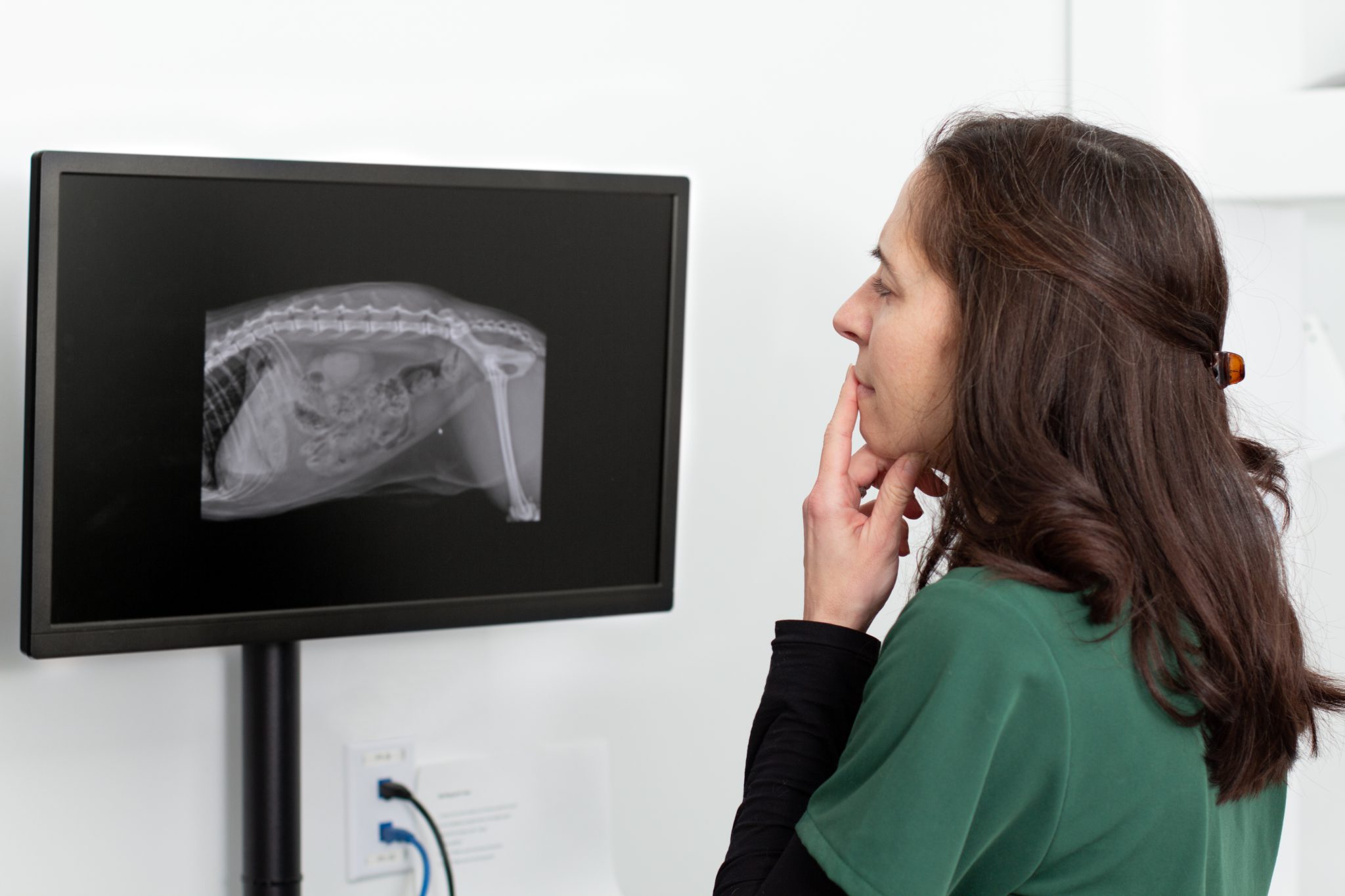 Veterinary Echocardiography Services | Axis Vet